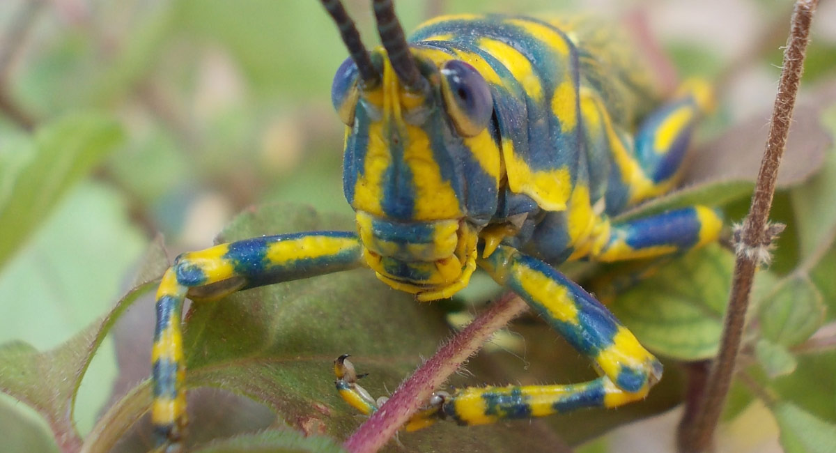 The 6 Stupidest Looking Animals On The Face Of The Earth Cracked the-6-stupidest-looking-animals-on-the-face-of-the-earth-cracked