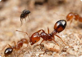 5 More Creepy Ways Animals Have Mastered Mind Control | Cracked.com