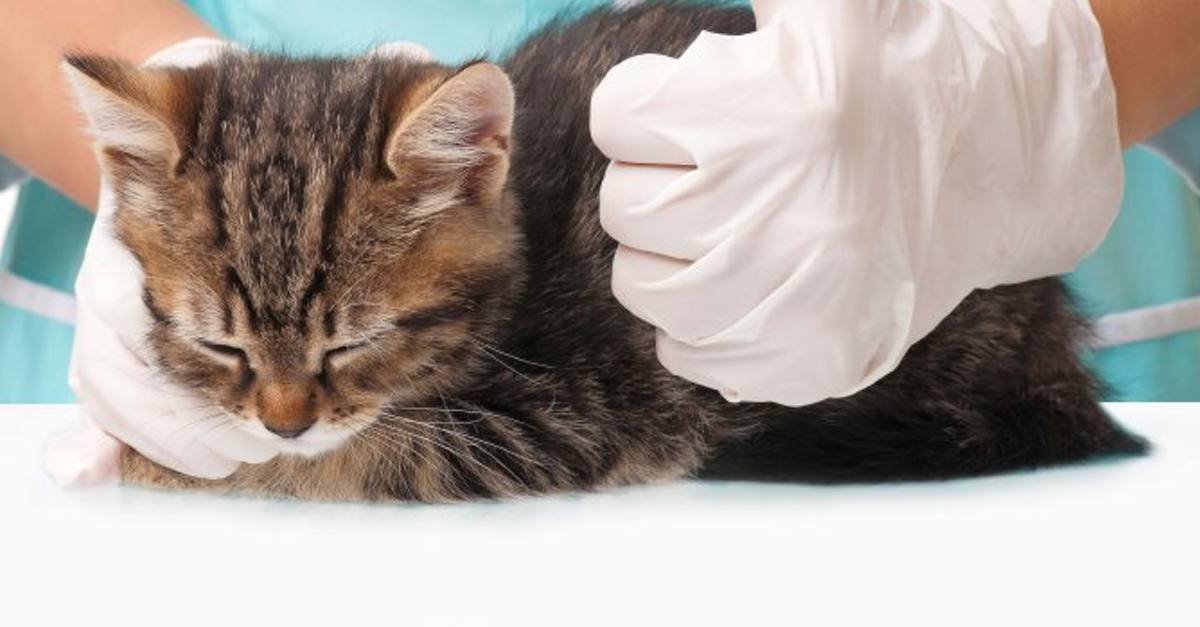 7 Real (And Totally Insane) Medical Practices From History | Cracked.com