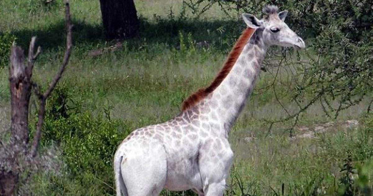 This All-White Giraffe Looks Insanely Cool | Cracked.com