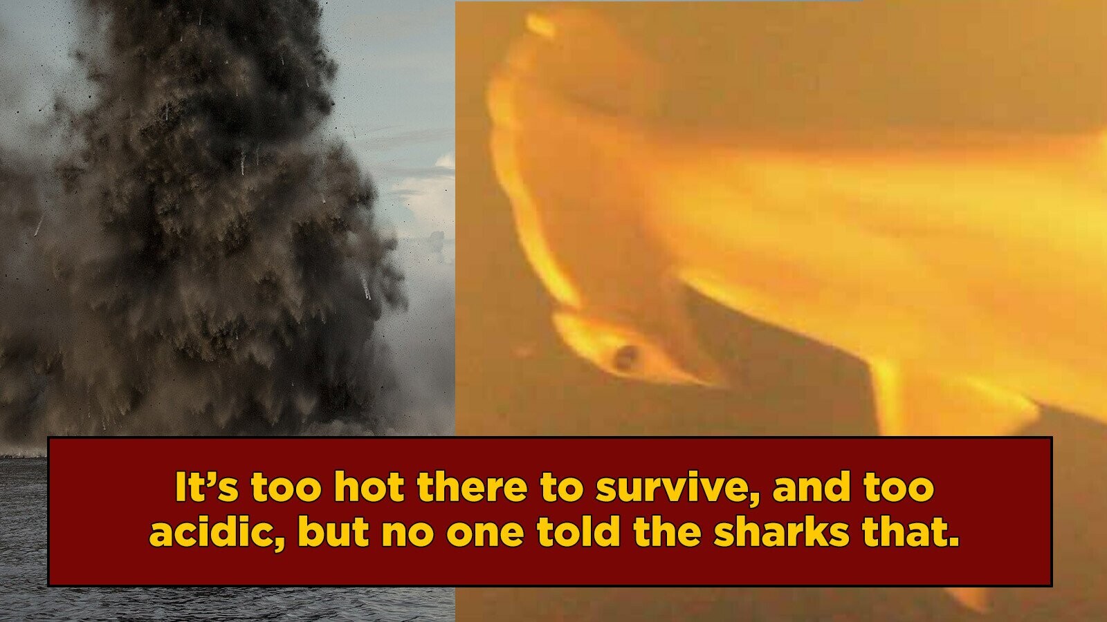 There Are Sharks That Live In Volcanos | Cracked.com