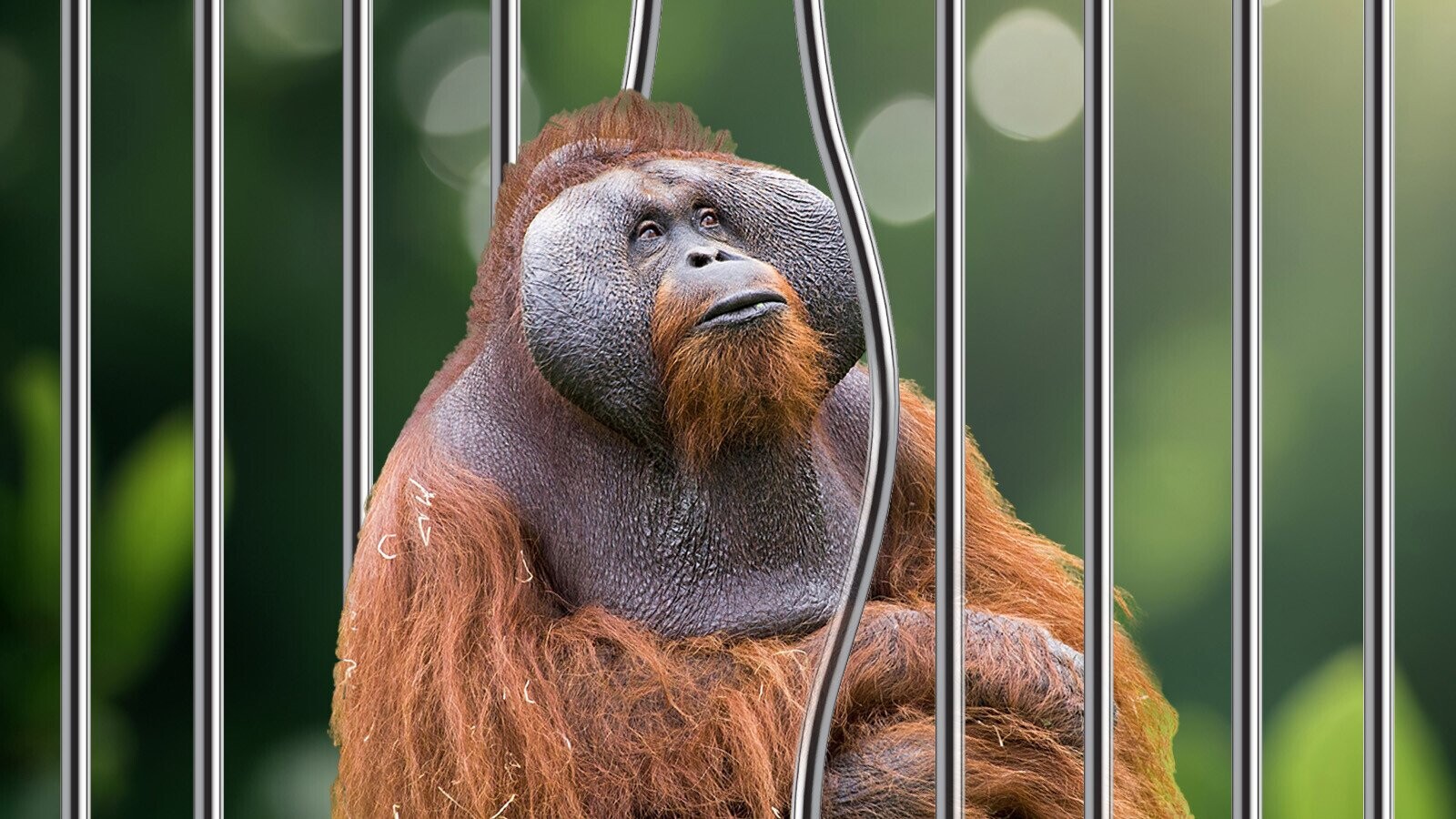 5 of the Most Inspiring Animal Escapes | Cracked.com