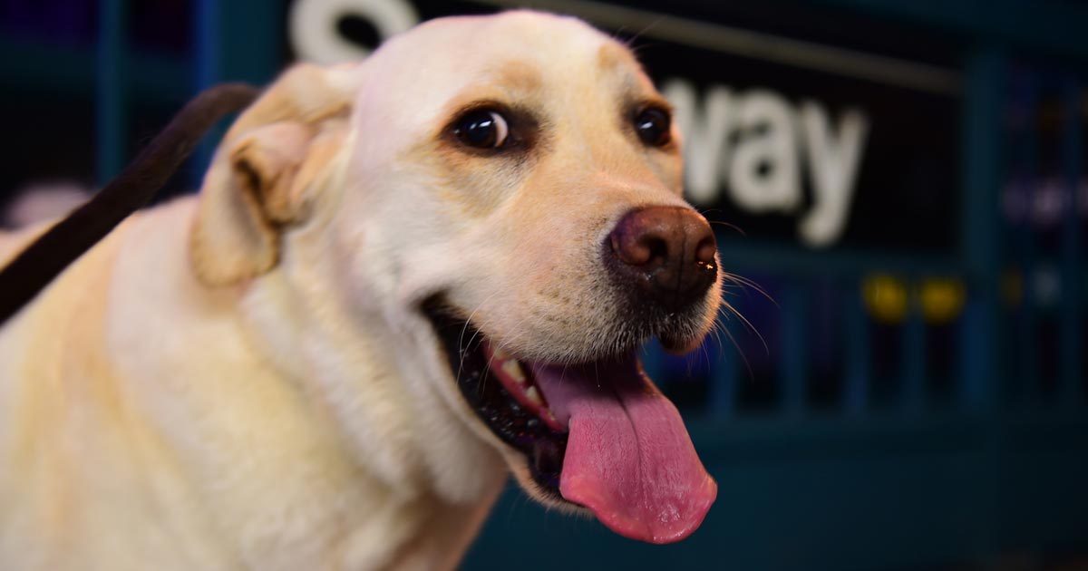 In Russia, Stray Dogs Know How To Use The Subway | Cracked.com