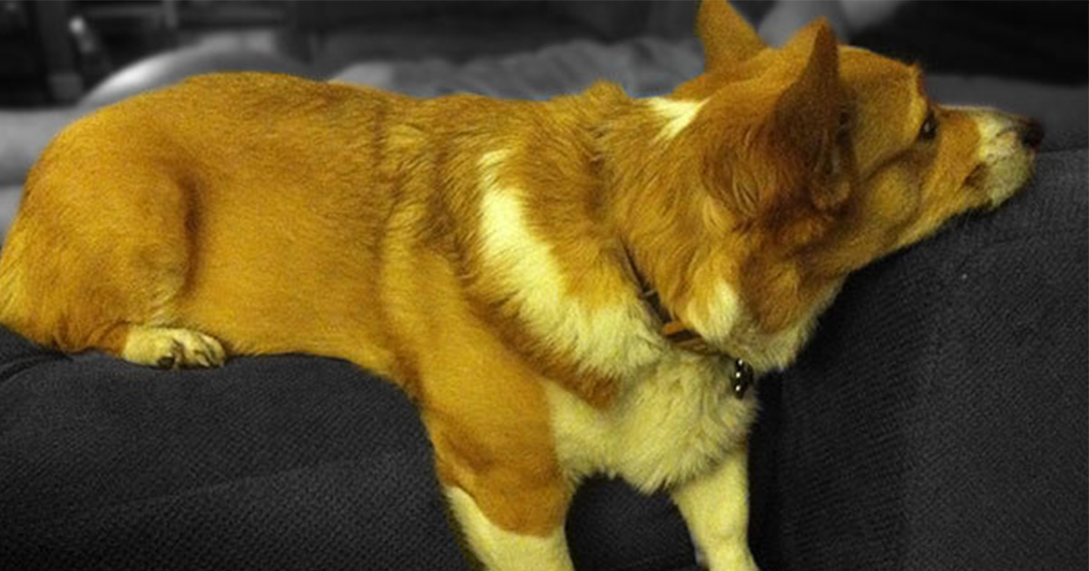 5 Reasons My Dog Is a Lazy, Worthless Millennial | Cracked.com