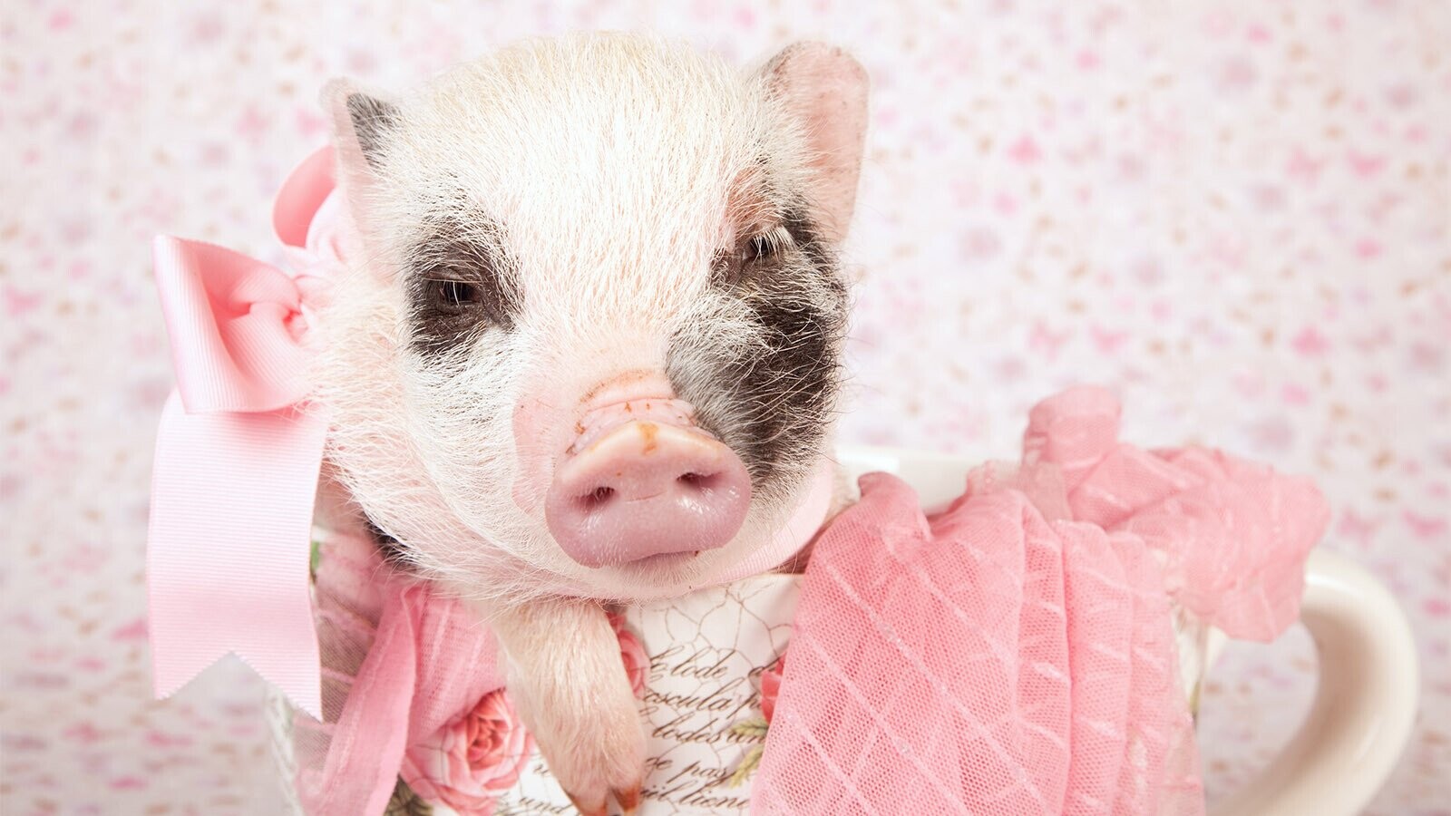 5 Fad Pets That Were Absolute Nightmares | Cracked.com