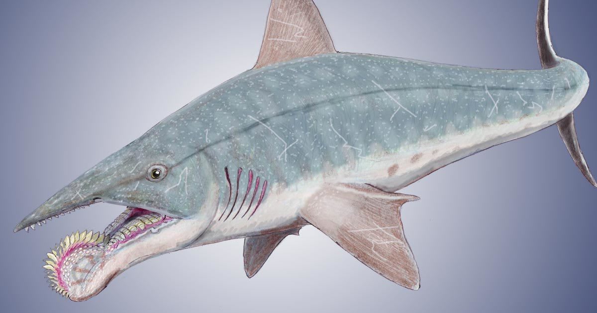 Meet The World’s Dumbest-Looking Shark | Cracked.com
