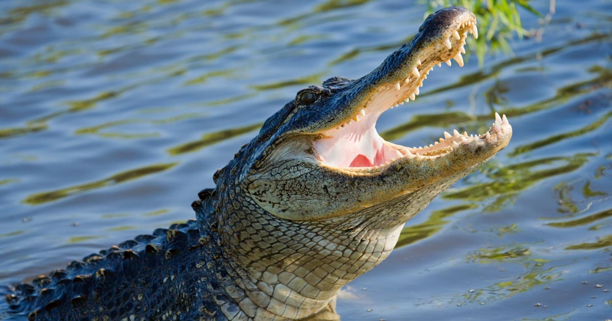 Calming Down An Angry Alligator Is Way Easier Than You Think | Cracked.com