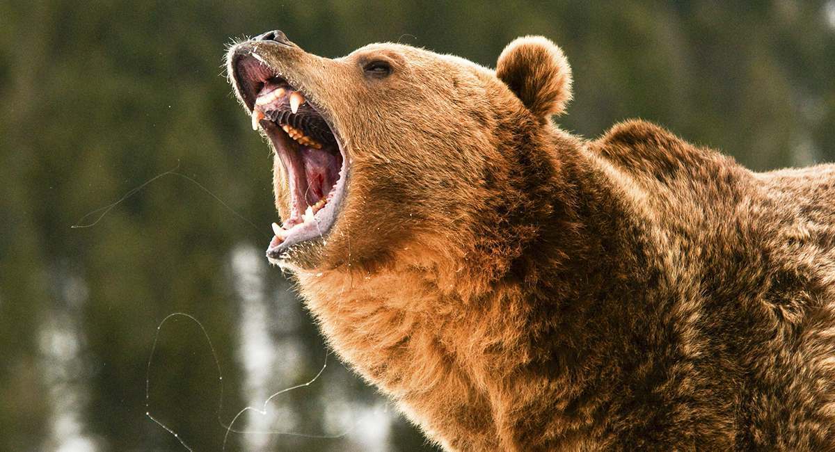 8 Real-Life Horror Monsters Walking The Earth Right Now | Cracked.com