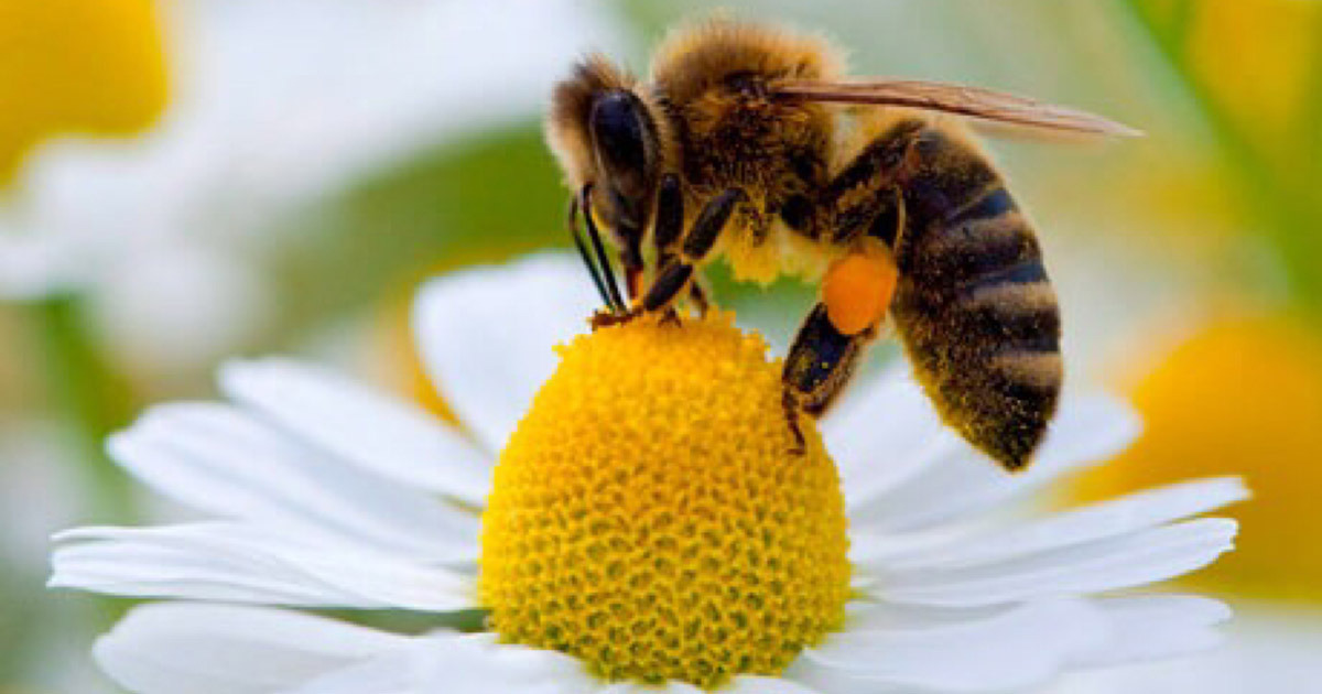 The 6 Most Mind-Blowing Superpowers of Bees | Cracked.com