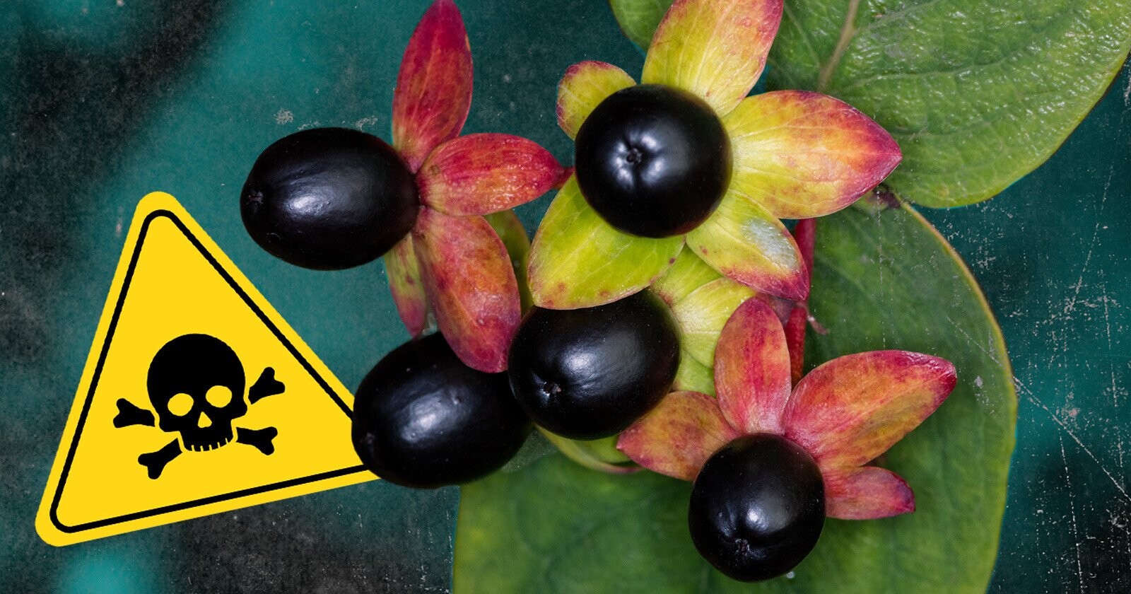 Do Not Sniff: 5 Of Nature's Deadliest Flowers | Cracked.com