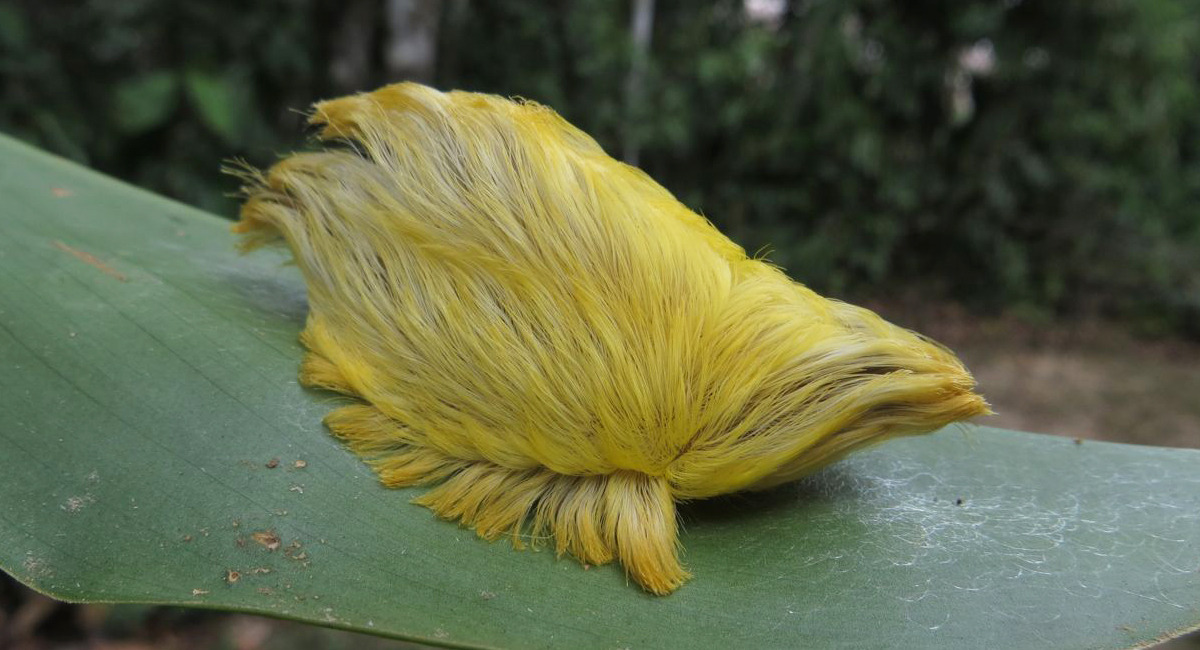 5 Disguised Animals That Must Be a Mind F#@k to Get Eaten By | Cracked.com