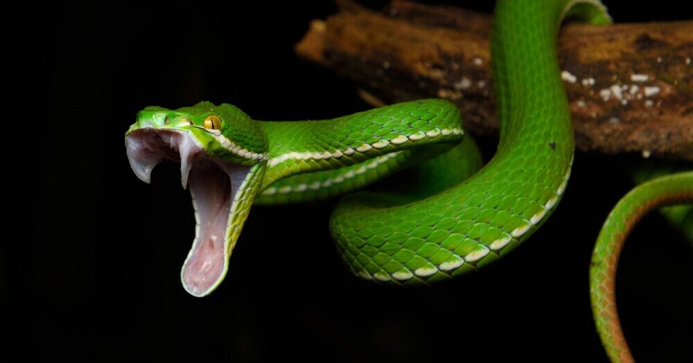 6 Insanely Specific Causes People Devoted Their Lives To | Cracked.com