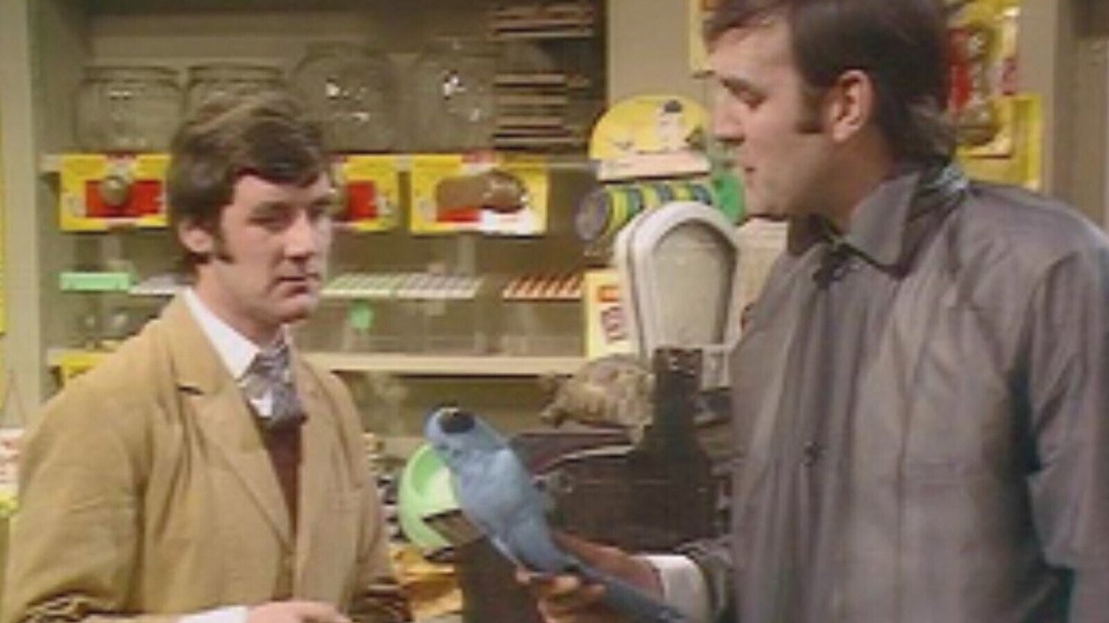 How Monty Python’s Dead Parrot Sketch Was Used to Rescue Parrots ...