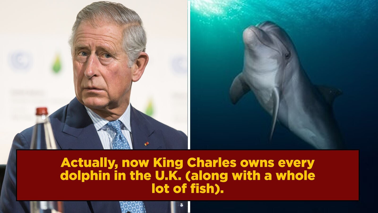 Queen Elizabeth Owns Every Dolphin In The U.K. | Cracked.com