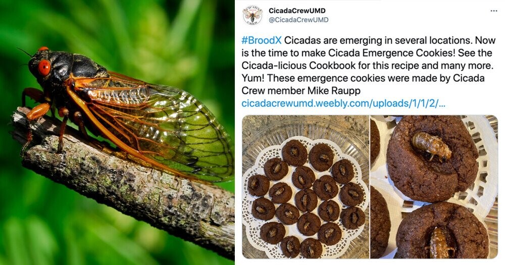 Cicada Recipes Are Apparently A Thing | Cracked.com