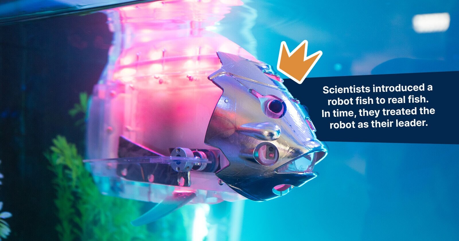 15 Weird and Wonderful Bits of Trivia We Ran Into This Week | Cracked.com