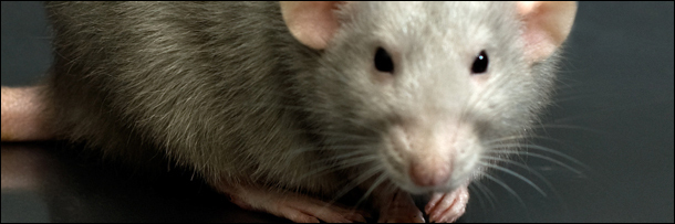 5 Reasons Rats Are Way Scarier Than You Think | Cracked.com