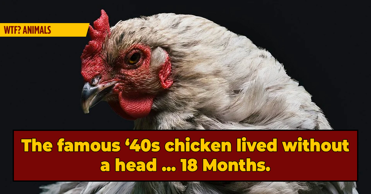 Headless Chicken Kfc