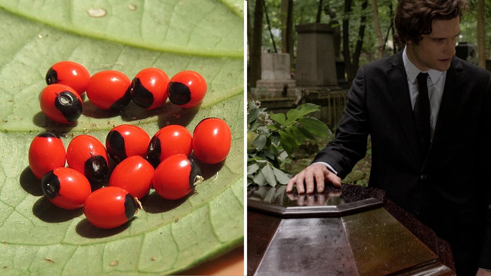 15 Of The Most Poisonous Plants And Fungi The World Has To Offer ...