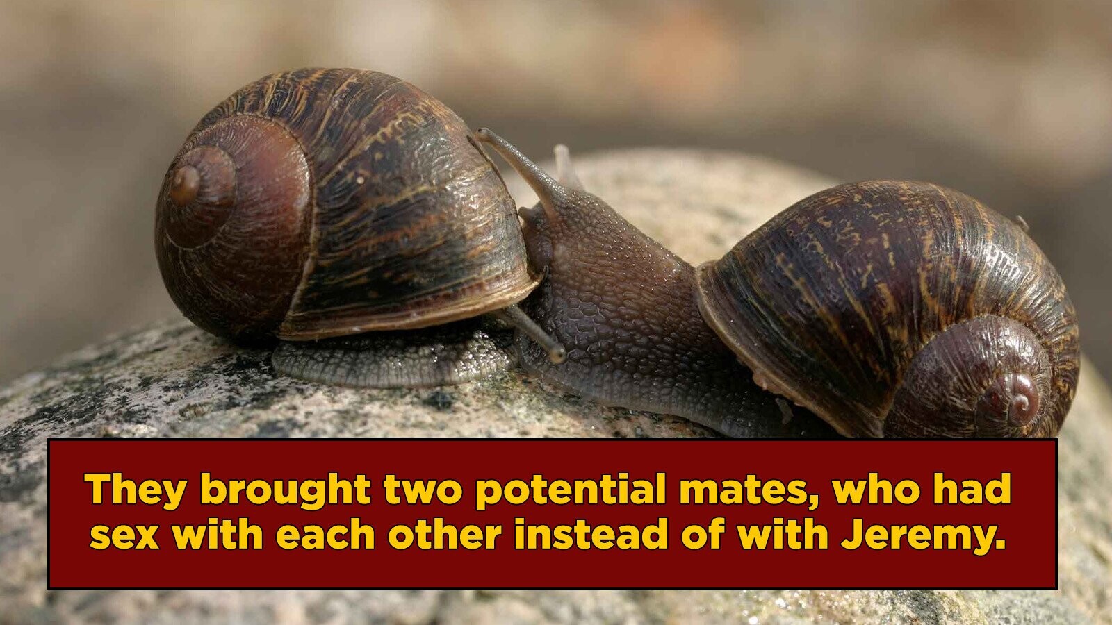 Scientists Tried And Failed To Get Jeremy The Snail Laid