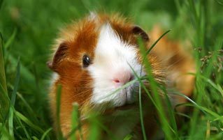 Republicans Are Blaming Gun Violence On Video Games (Again) | Cracked.com