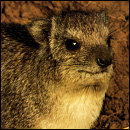 10 Animals You Won't Believe Are Closely Related | Cracked.com