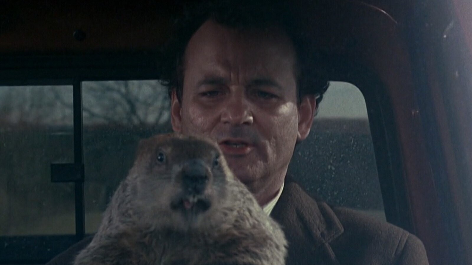Bill Murray Still Has Scars From Where the ‘Groundhog Day’ Groundhog ...