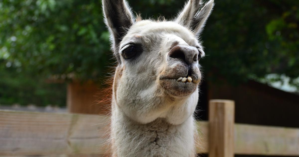 6 Animals With Jobs More Impressive Than Yours | Cracked.com