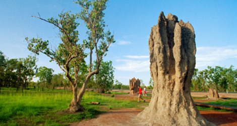 The 7 Most Impressive Examples of Animal Architecture | Cracked.com