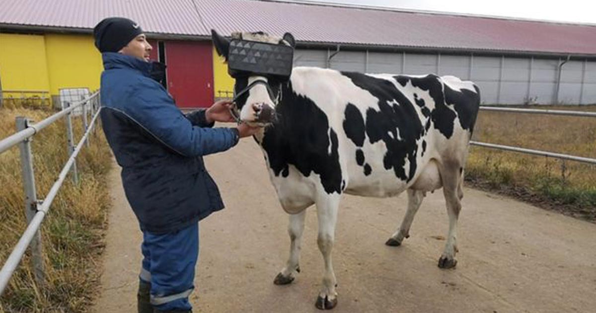 The Matrix Is Real, If You Are A Cow | Cracked.com