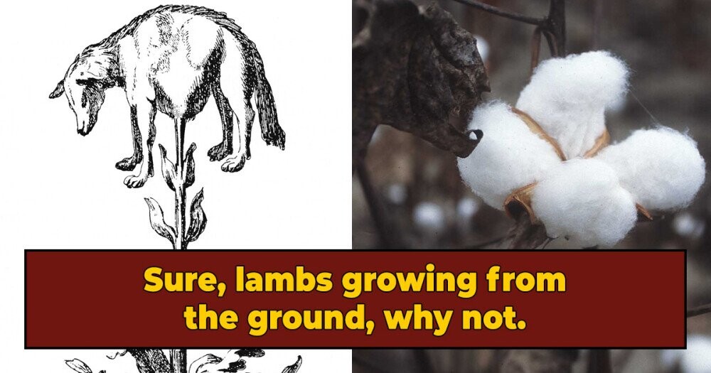 The Fabulous Legend Of The Vegetable Lamb | Cracked.com