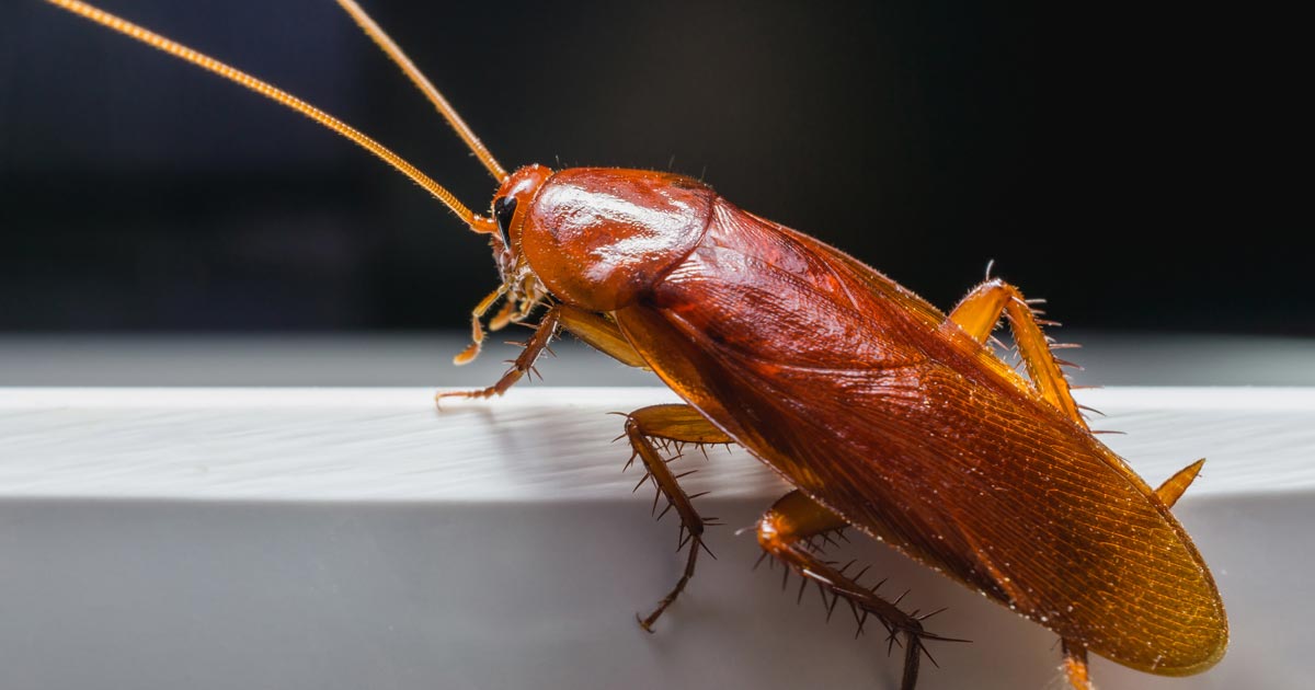 Cockroach Milk Smoothies & Other Weird Health News [IMAGES] | Cracked.com