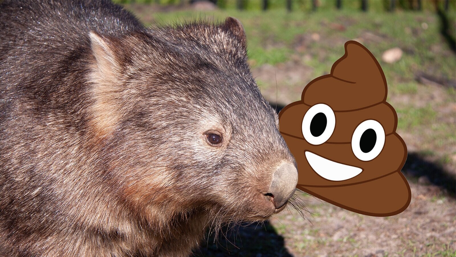 Animals With the Weirdest Poop | Cracked.com