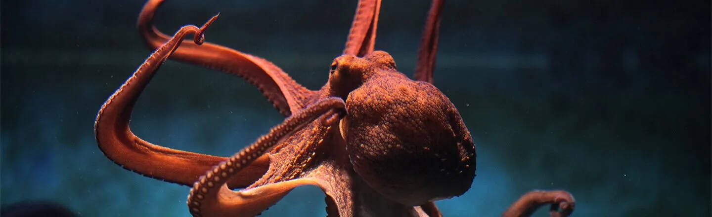 12 Pieces of Trivia Small Enough to Swallow Without Chewing | Cracked.com