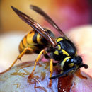 5 Disturbing Ways Insects Can 'Hack' Nature | Cracked.com