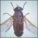 7 Real Insect Superpowers That Put Spidey Sense to Shame | Cracked.com