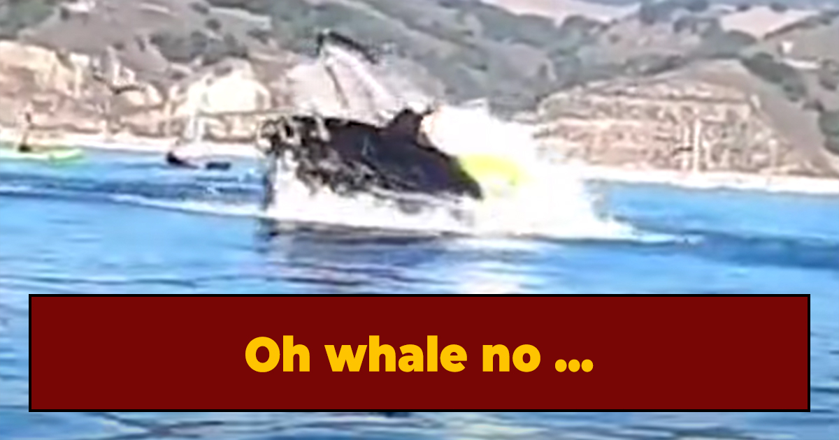 Kayakers Englufed by Humpback Whale, Live To Tell The Tale | Cracked.com