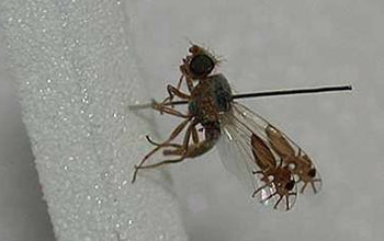 The 6 Stealthiest Disguises in the Animal Kingdom | Cracked.com