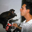 4 Pros and Cons of Having a Personal Helper Monkey | Cracked.com