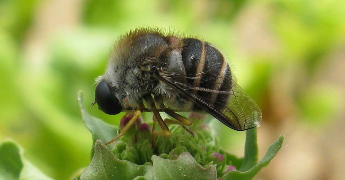5 Evil Species Of Flies You Don't (Want To) Know Exist | Cracked.com