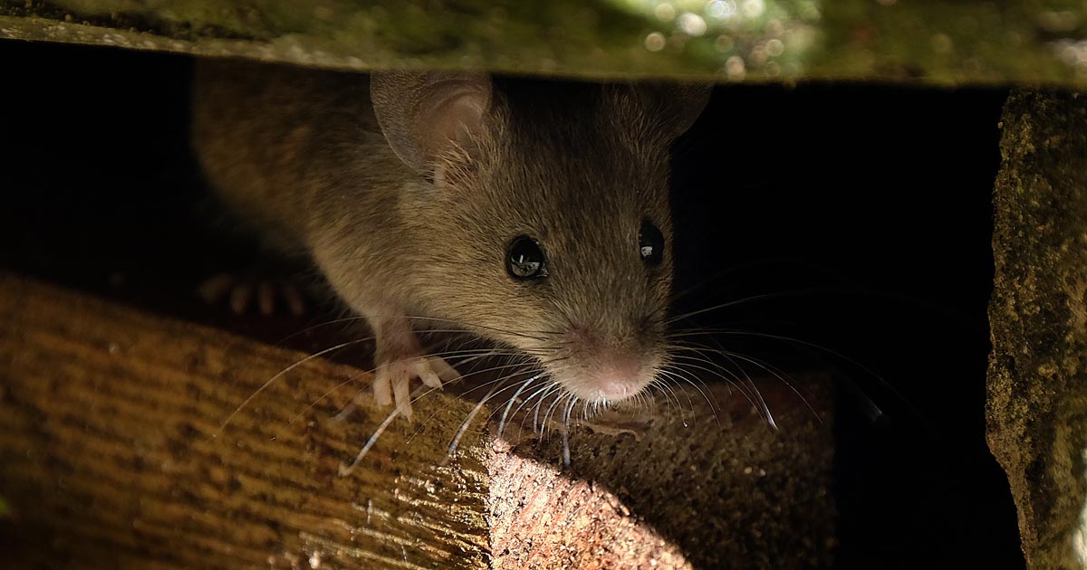 6 Terrifying Animal Swarms Capable of Causing Total Mayhem | Cracked.com