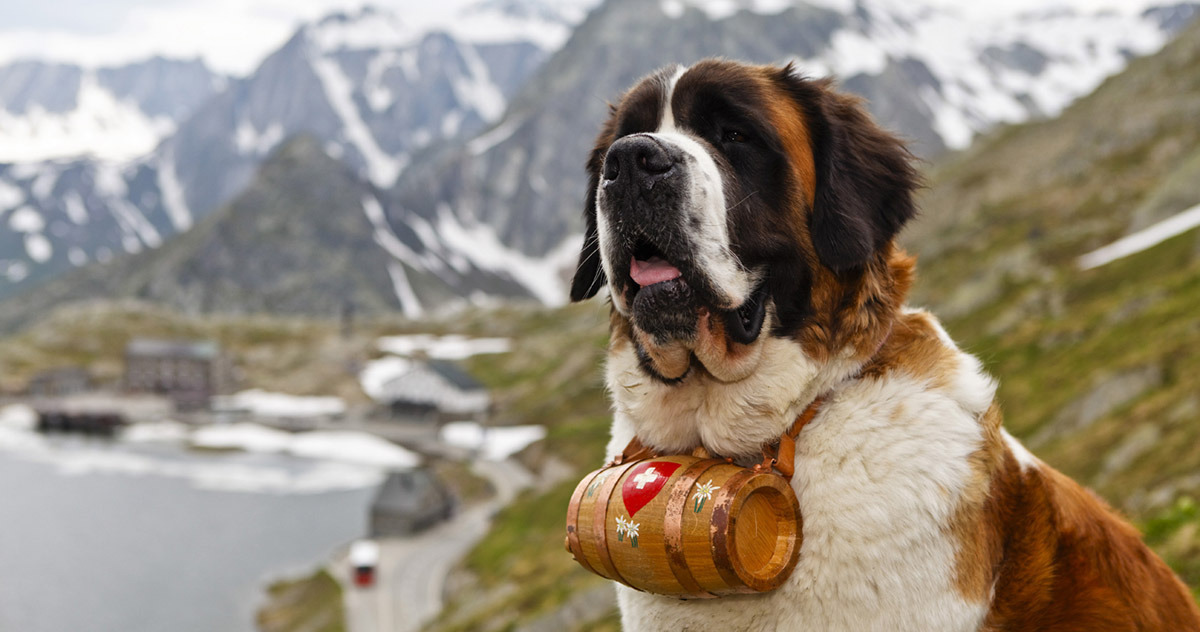 7 Dogs That Accomplished More Than We Ever Will | Cracked.com