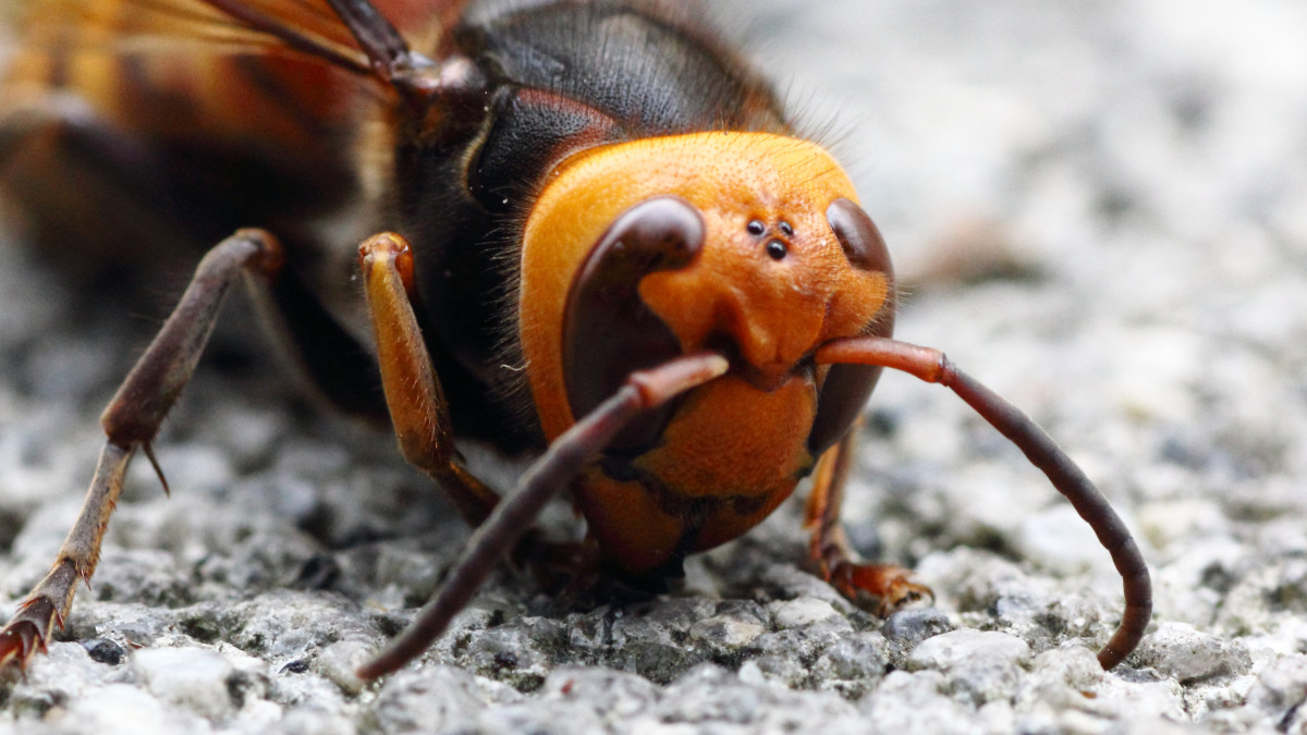 A Cracked Primer On That Murder Hornet | Cracked.com