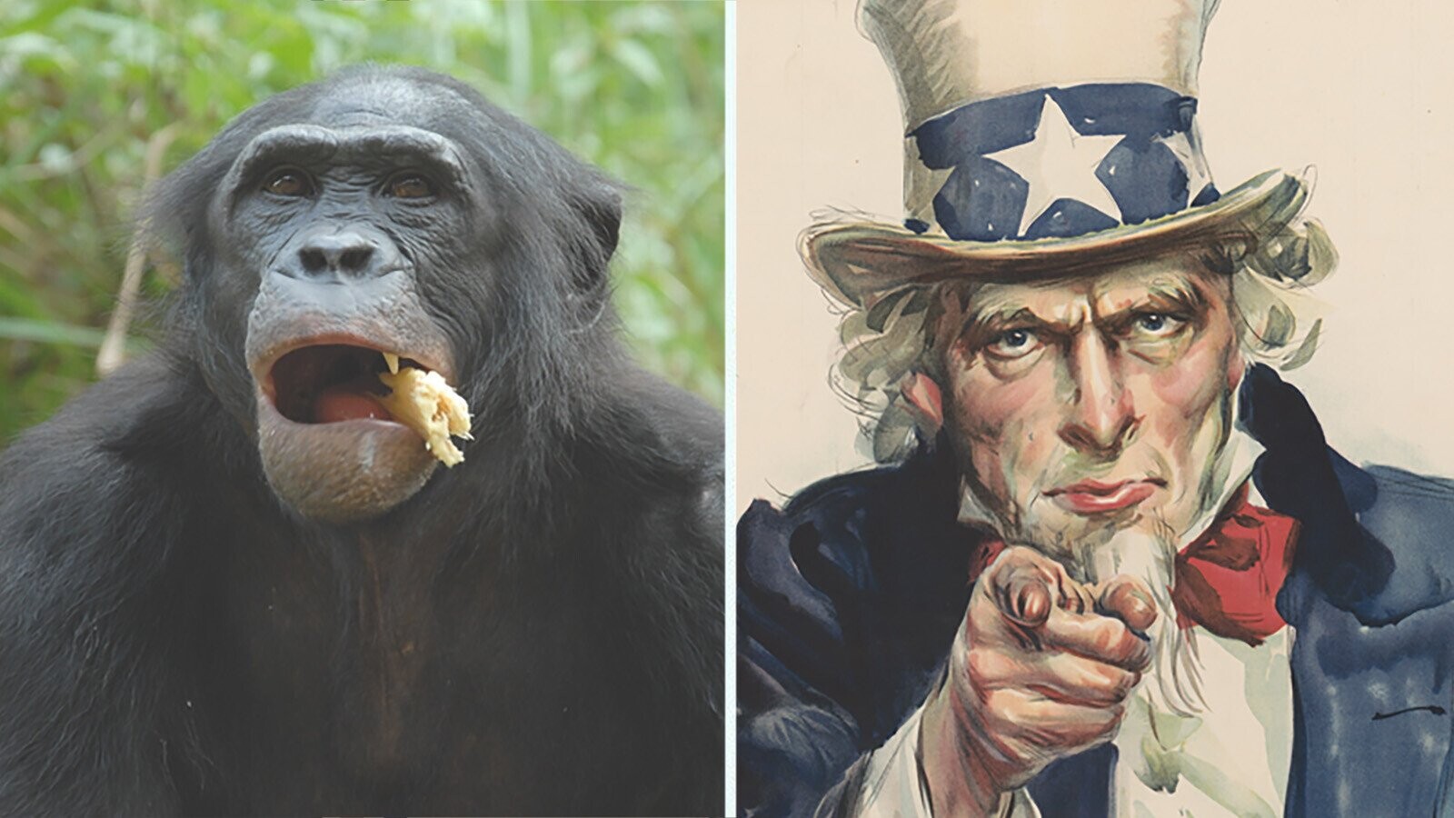 15 Incredible Bits of Knowledge That Made Us Go Ape This Week | Cracked.com