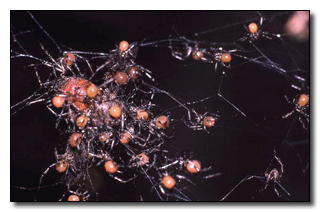 6 Adorable Spider Behaviors You Slowly Realize Are AAAAAHHH! | Cracked.com