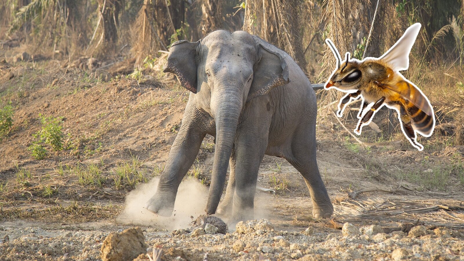 5 Ways to Scare Beasts Who Otherwise Know No Fear | Cracked.com