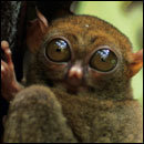 7 Animals That Are One Flaw Away From Taking Over the World | Cracked.com