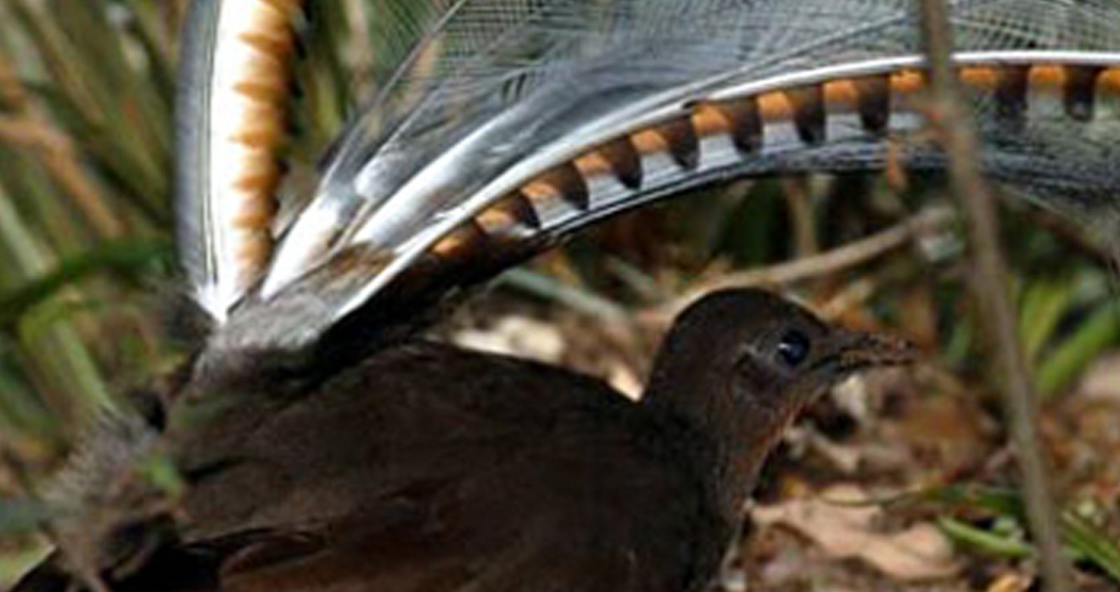5 Birds With Abilities That Put Superheroes to Shame | Cracked.com