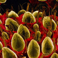 7 Normal Things That Become Horror Movies Under a Microscope | Cracked.com