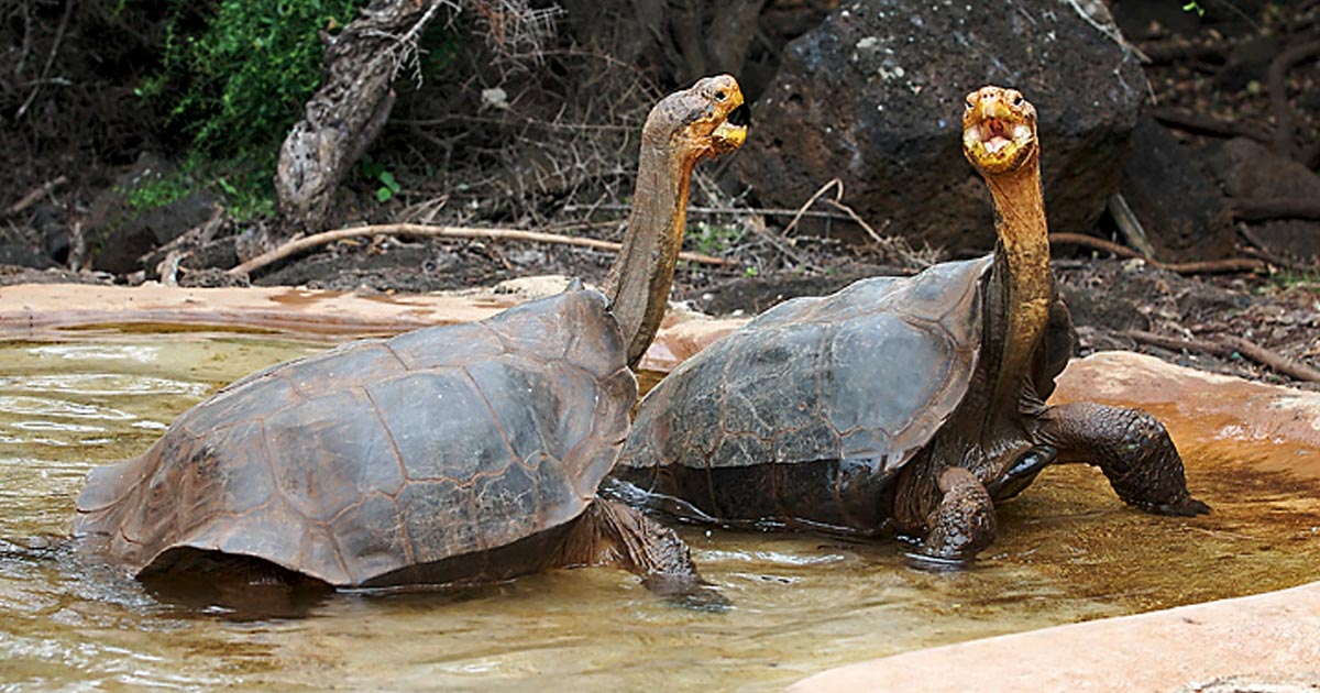 The Horny Tortoise Who Saved His Species Is A Fraud | Cracked.com